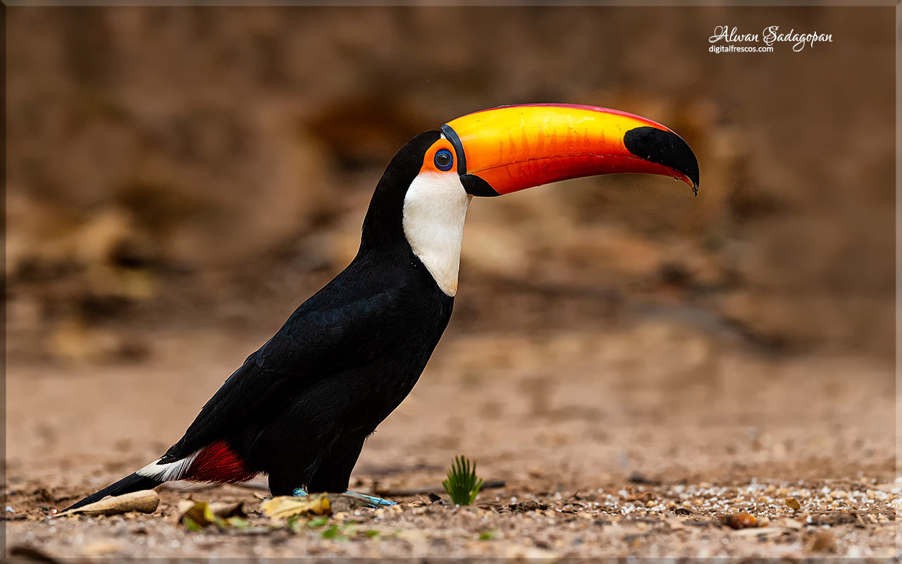 Toco Toucan on the ground, Pantanal, Brazil • DigitalFrescos